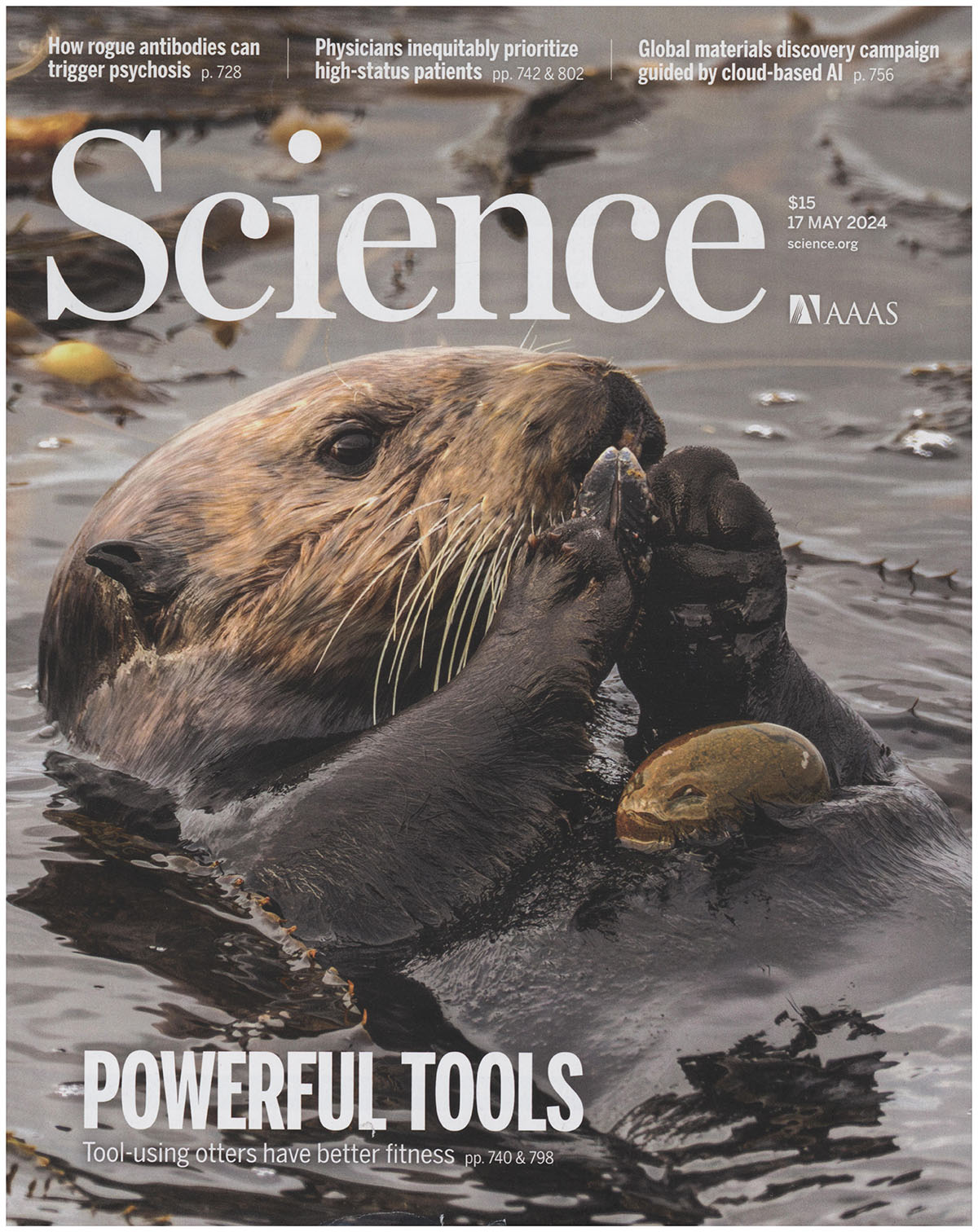 Science Magazine: Tool-using Otters (17 May 2024)