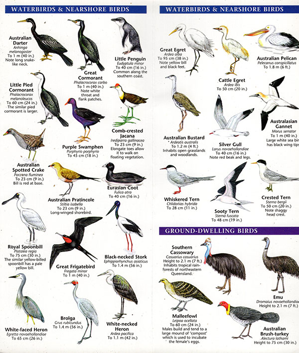 Australian Birds Images With Names And Pictures - Infoupdate.org